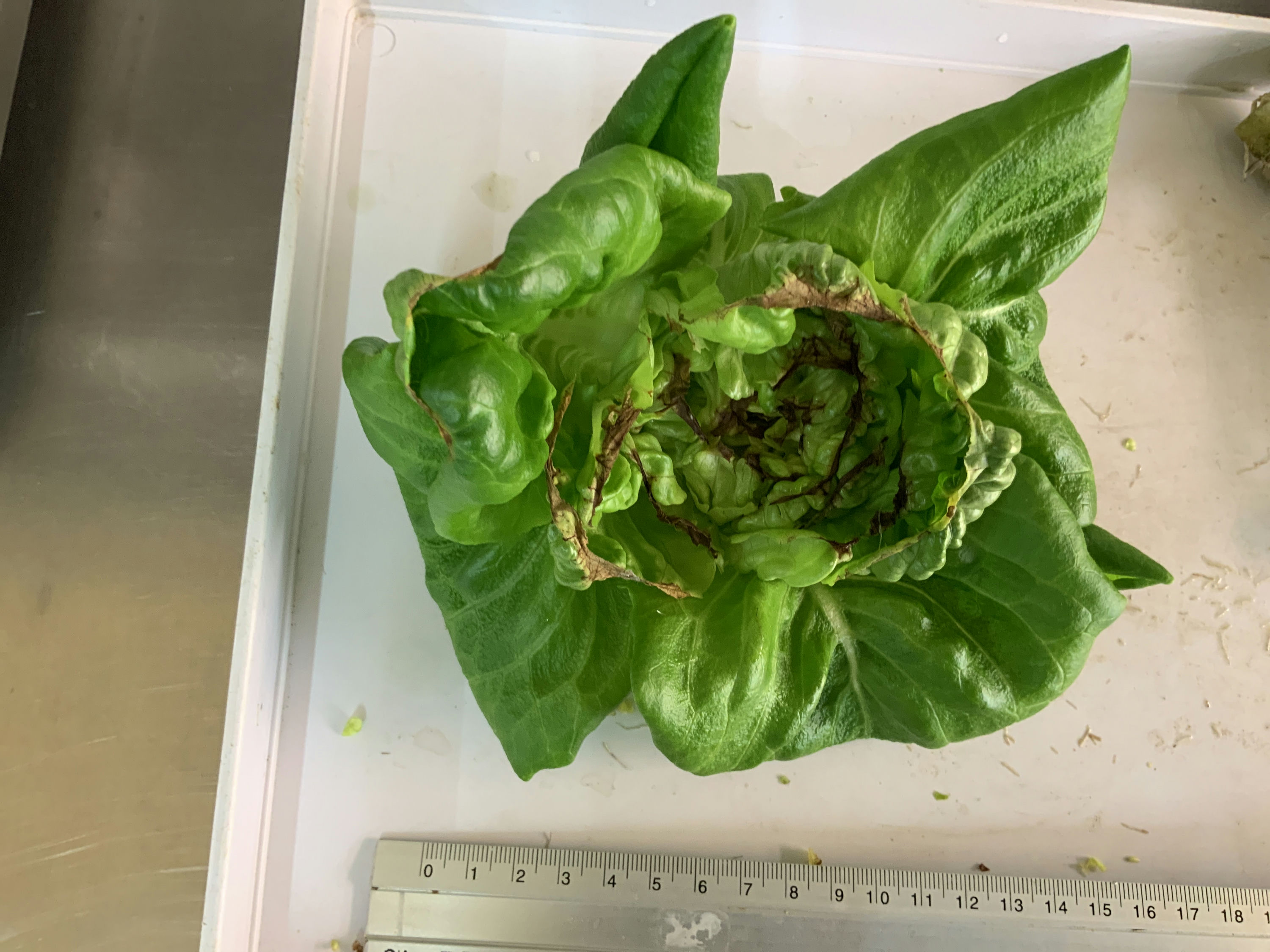 Tip Burn Object Detection Dataset and Pre-Trained Model by vegeteble