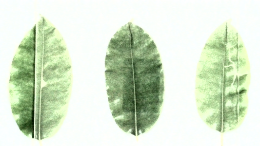 Data Set Leaf Instance Segmentation Model by Muhammad Harits