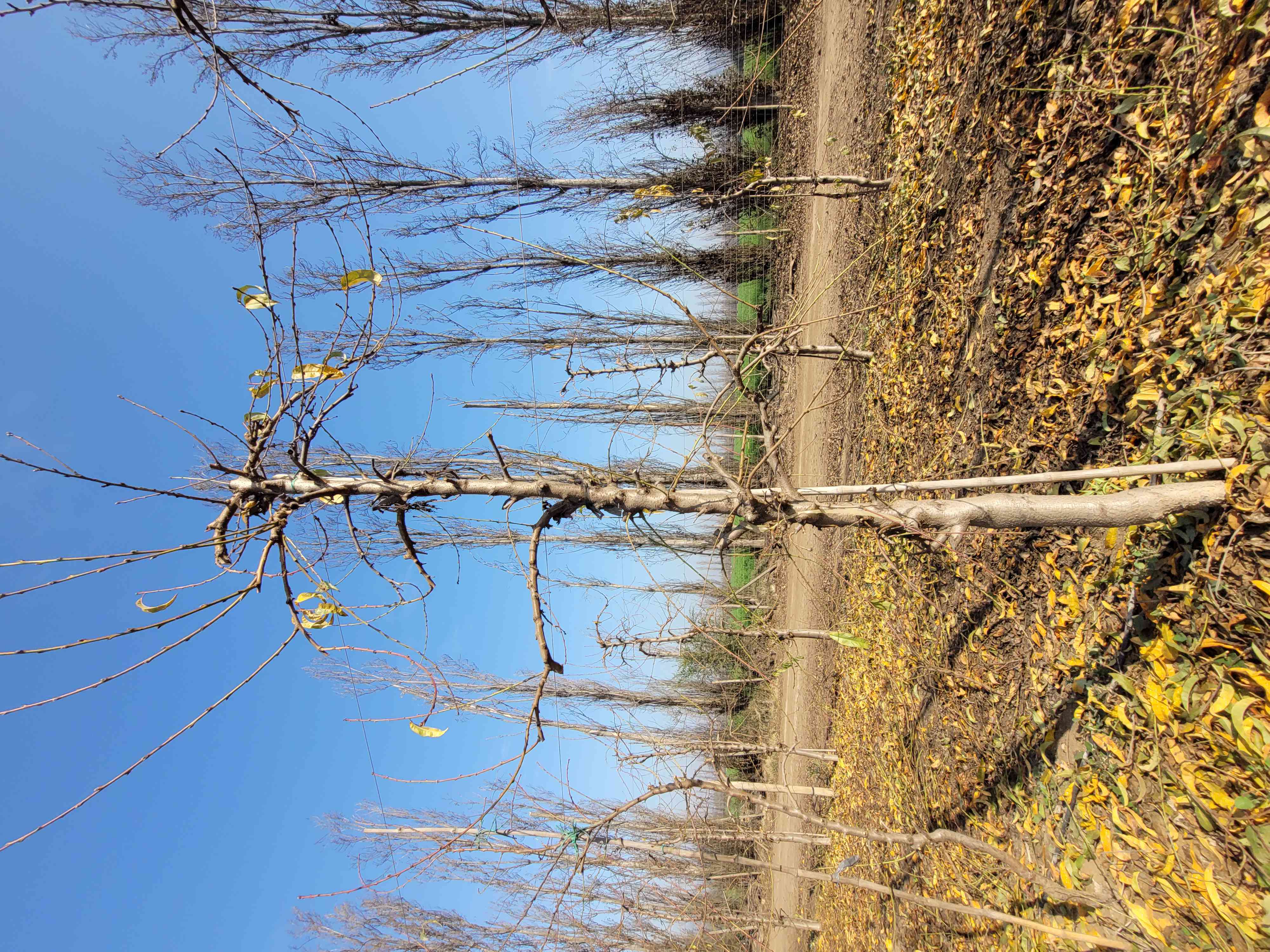 Buds Object Detection Dataset And Pre Trained Model By Budsdetection