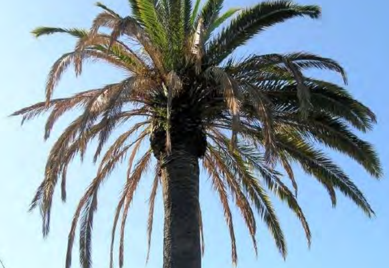 Palm Health 2 Classification Model by Uni