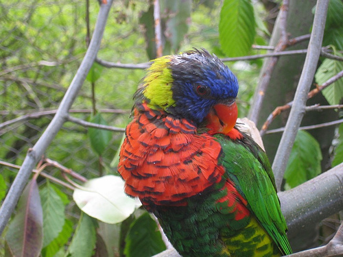 Palm Health complete 2 Classification Model by Uni