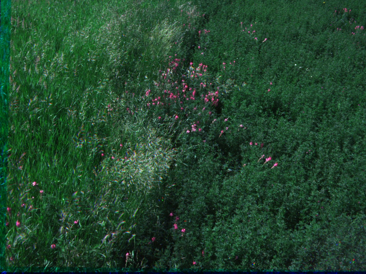 alfalfa_rgb Instance Segmentation Dataset and Pre-Trained Model by Alfalfa Mapper