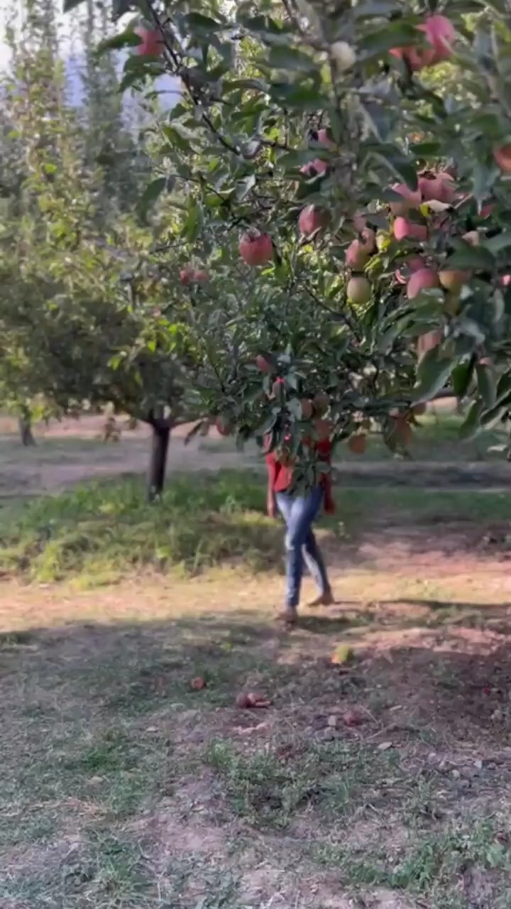 Fruits Detection Object Detection Dataset By Object Detection