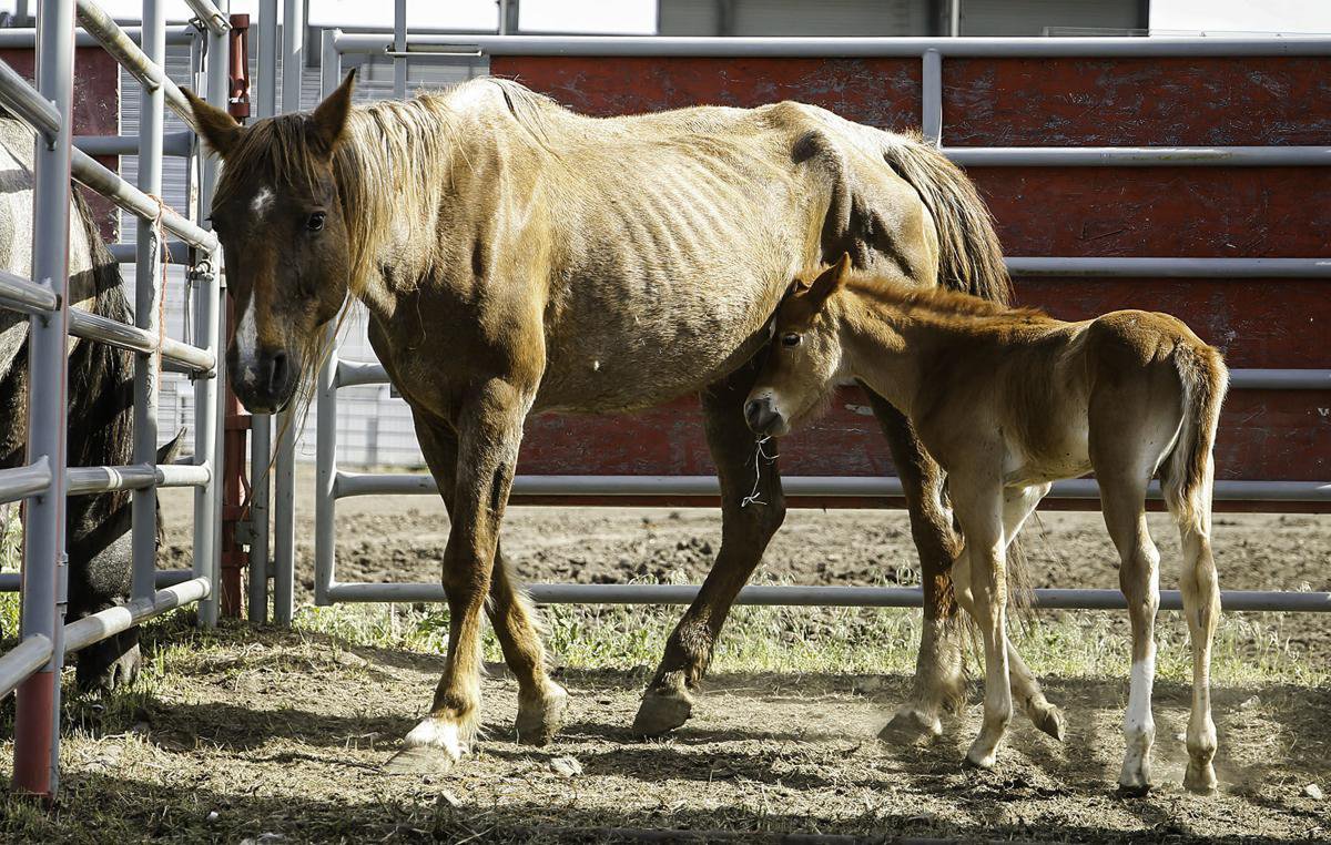 lyas TANRIVERDI - Roboflow Universe
