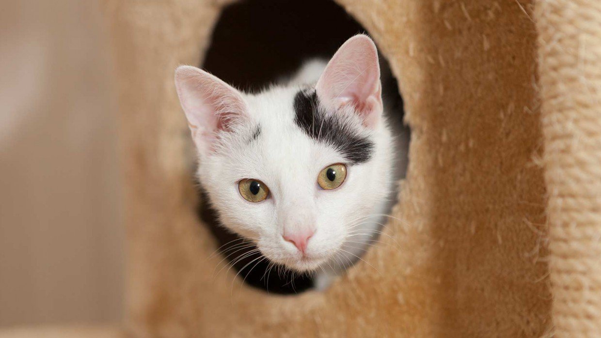 Cat Object Detection Model by lyas TANRIVERDI