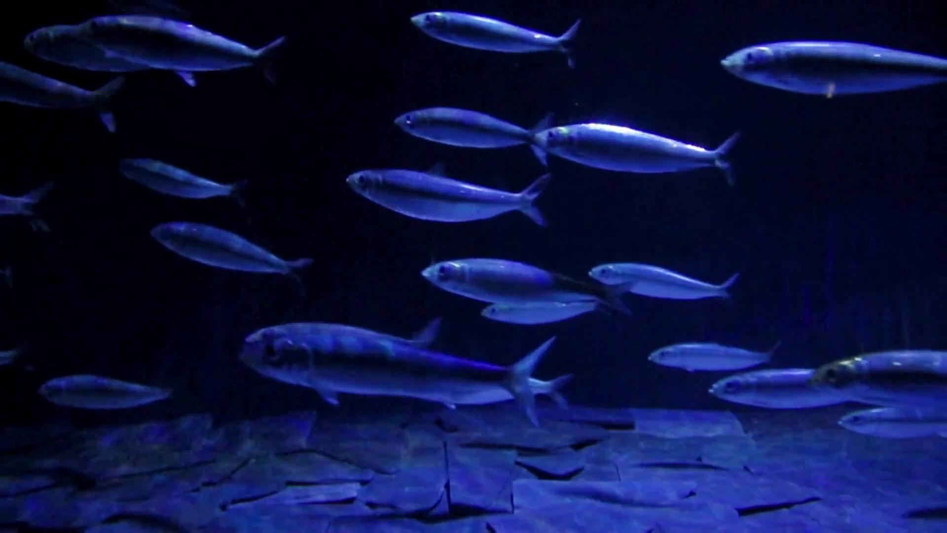 Fish Object Detection Dataset by Fish IFP