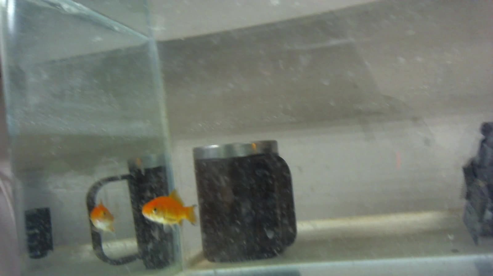 Fish Object Detection Dataset by boogie