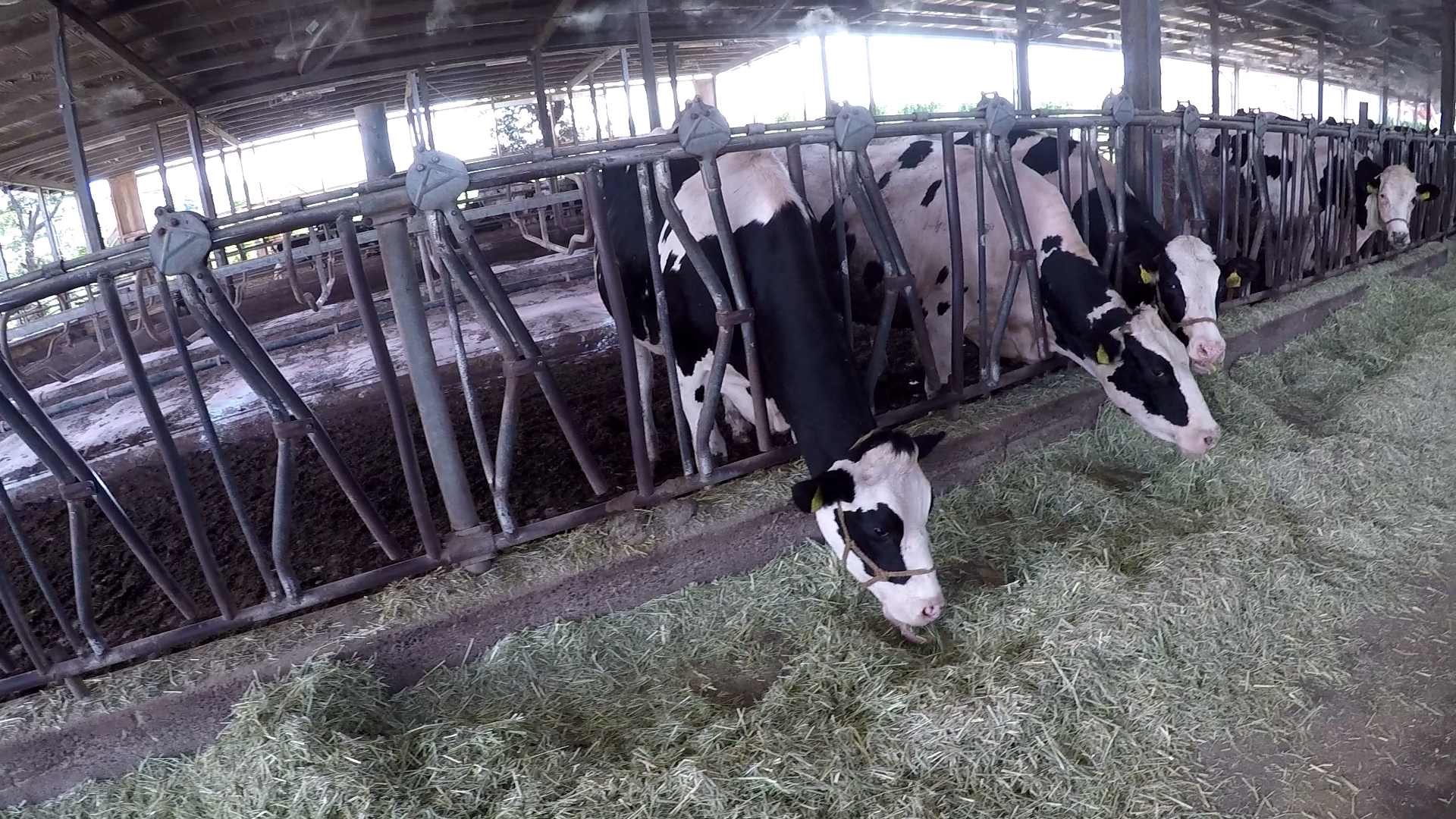 cow-body Object Detection Dataset by Ryuta Sasamoto