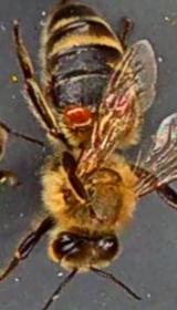 Varroa Mites detection Object Detection Model by Varroa mites detection