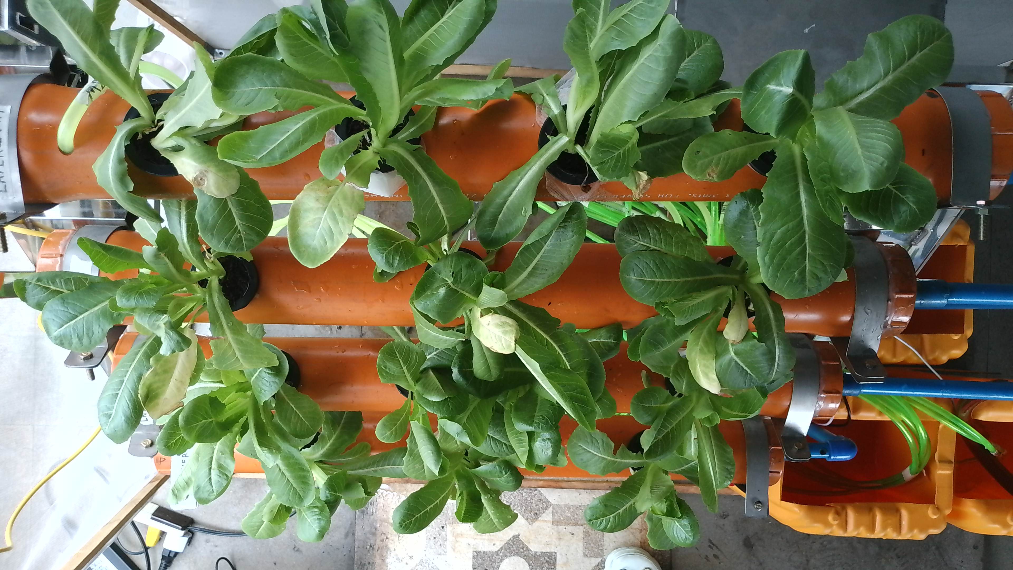 Npk Deficiency Detection Object Detection Dataset By Rasdeyl