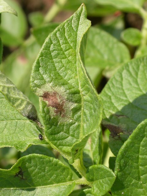 Bitirme Object Detection Model by Bitirme