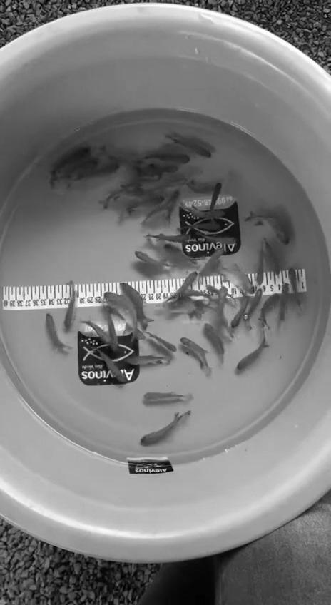 fish training - Roboflow Universe