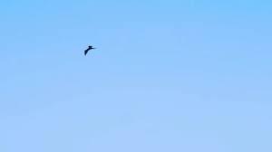 bird vs drone Object Detection Model by team