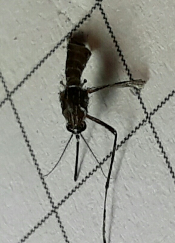 mosquit Object Detection Dataset by Kazenov