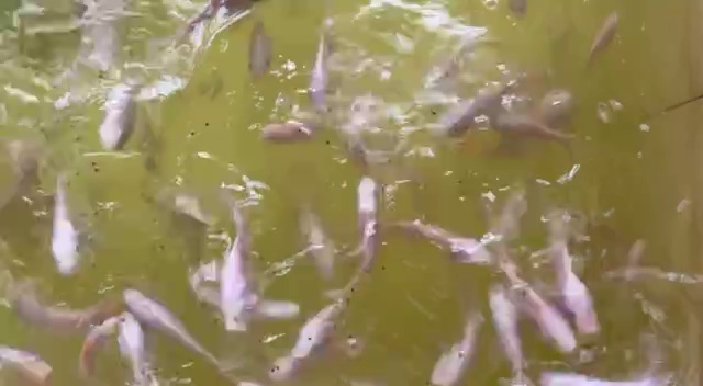 Fish segmentation Instance Segmentation Dataset and Pre-Trained Model by Fish