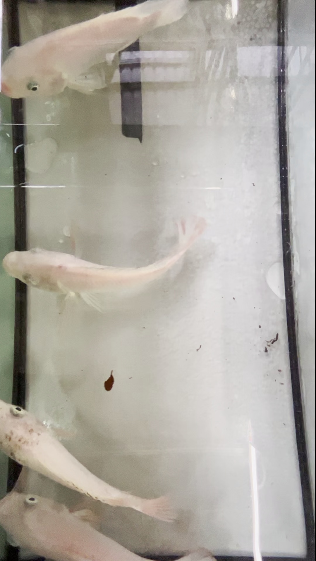 Fish (fish-86lfe) - Roboflow Universe