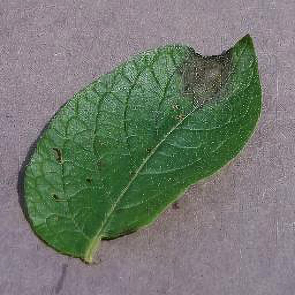 Plant Disease Detection Object Detection Dataset By Yolo