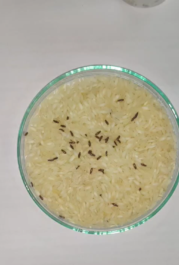 petriplate insects Object Detection Dataset and Pre-Trained Model by VismayaKS