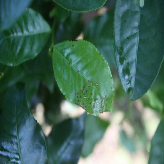 tea disease Object Detection Model by North Bengal University