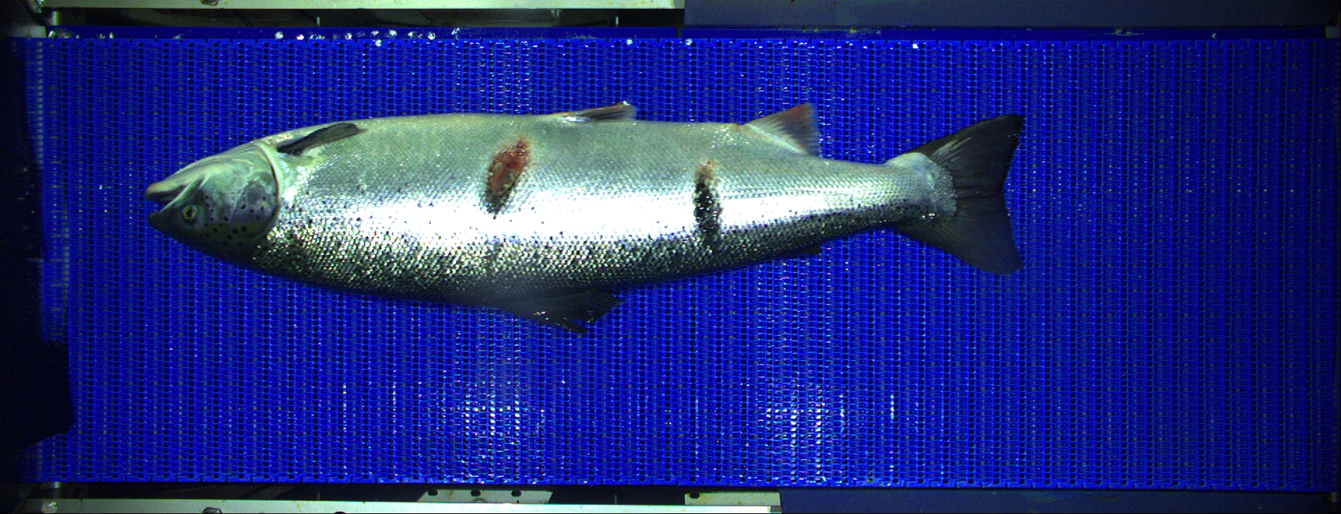 Wound_No_Wound Classification Dataset and Pre-Trained Model by wounds