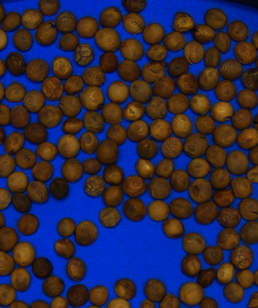 segmentacao-yolov8 Instance Segmentation Model by x