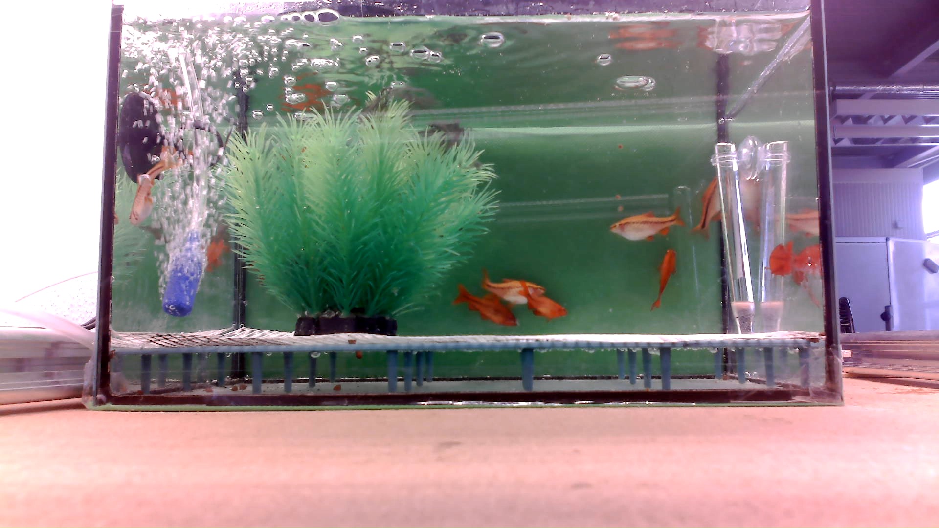 Fish detection Object Detection Model by Fishrecognition