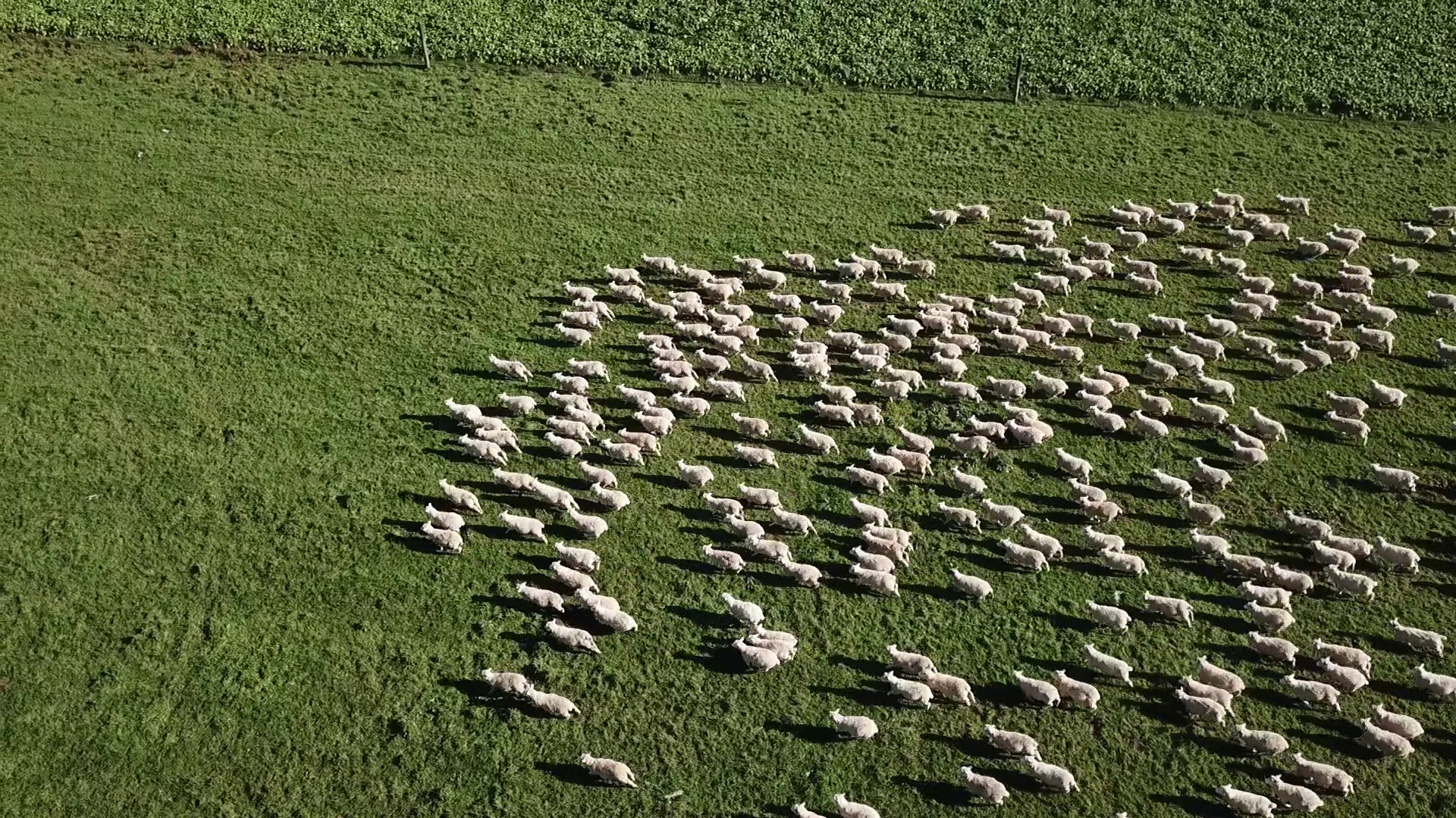 Counting Sheep Object Detection Model by James Thomson