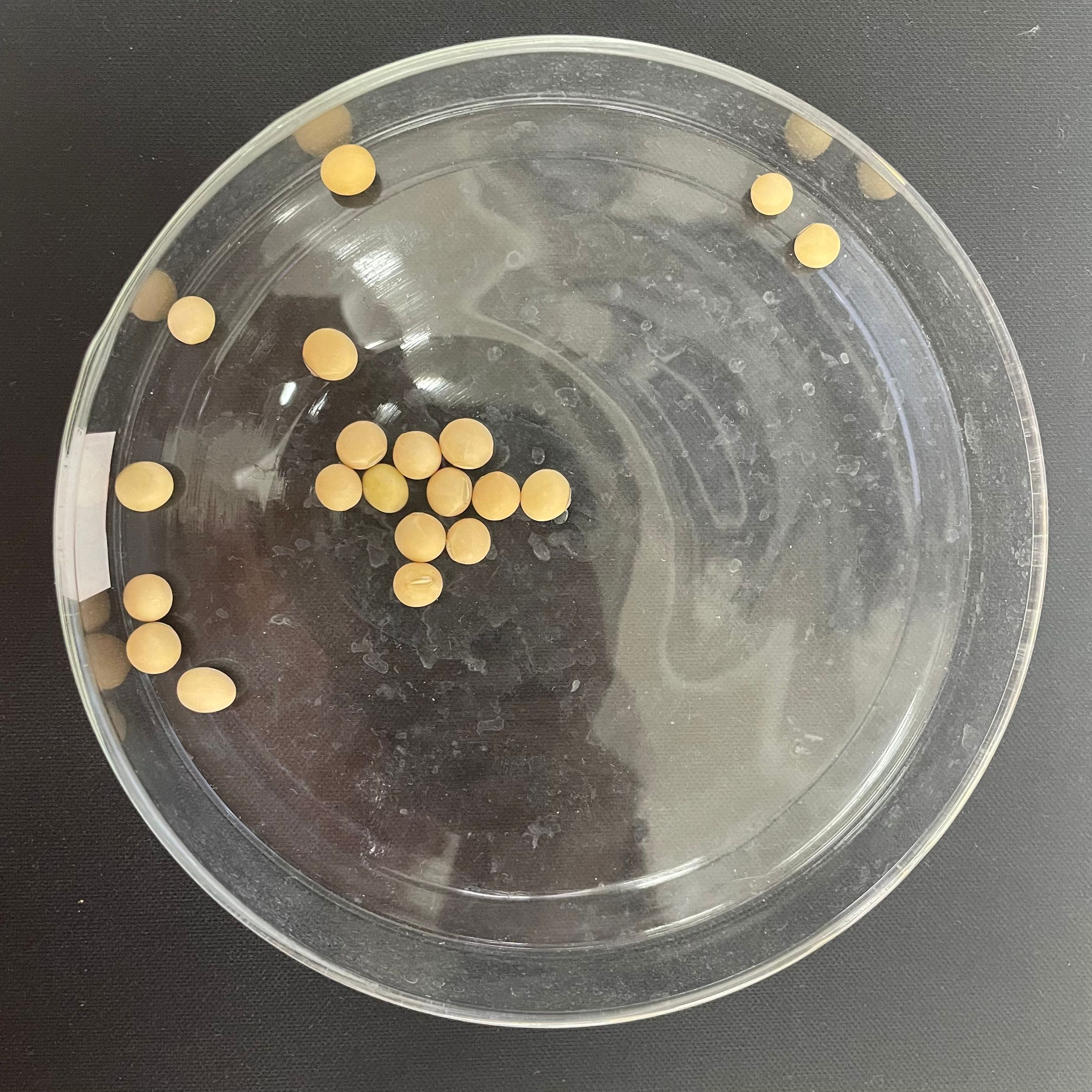 Soybean seeds Instance Segmentation Model by agriculture