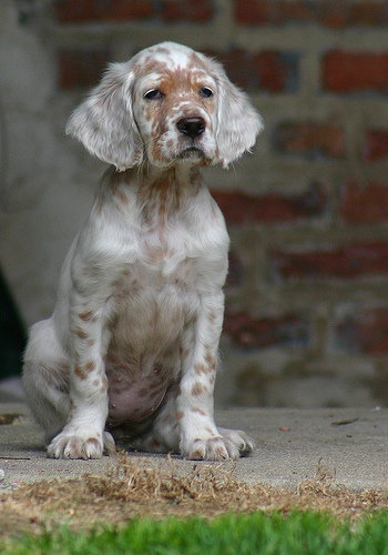 Oxford Pets Object Detection Dataset by VGG