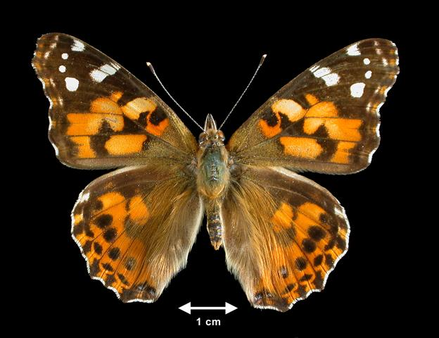 Butterfly_Detection Classification Model by FYP