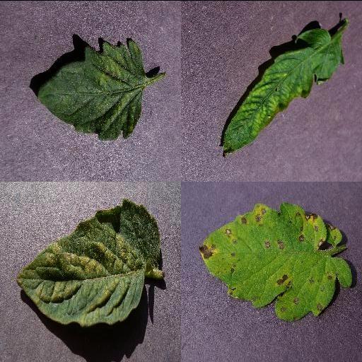 classification Classification Dataset by plant leaf disease detection