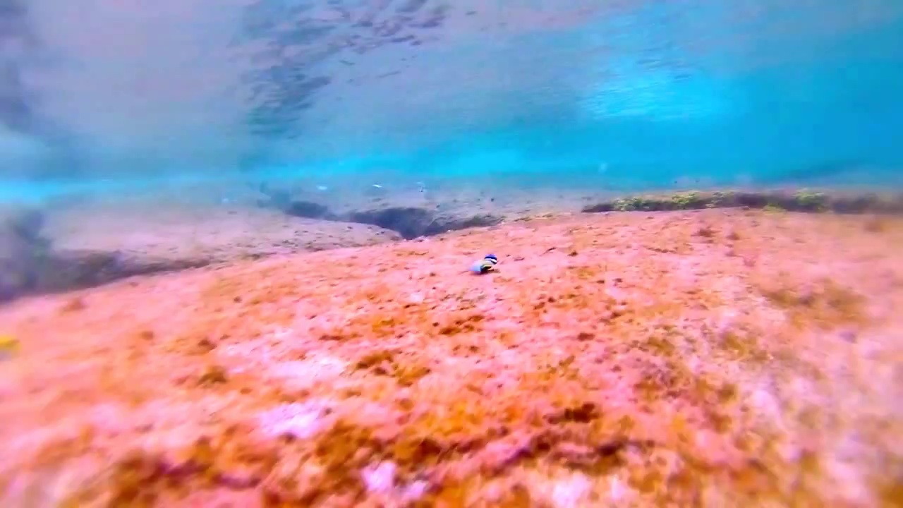 fish Object Detection Dataset and Pre-Trained Model by Aliosman