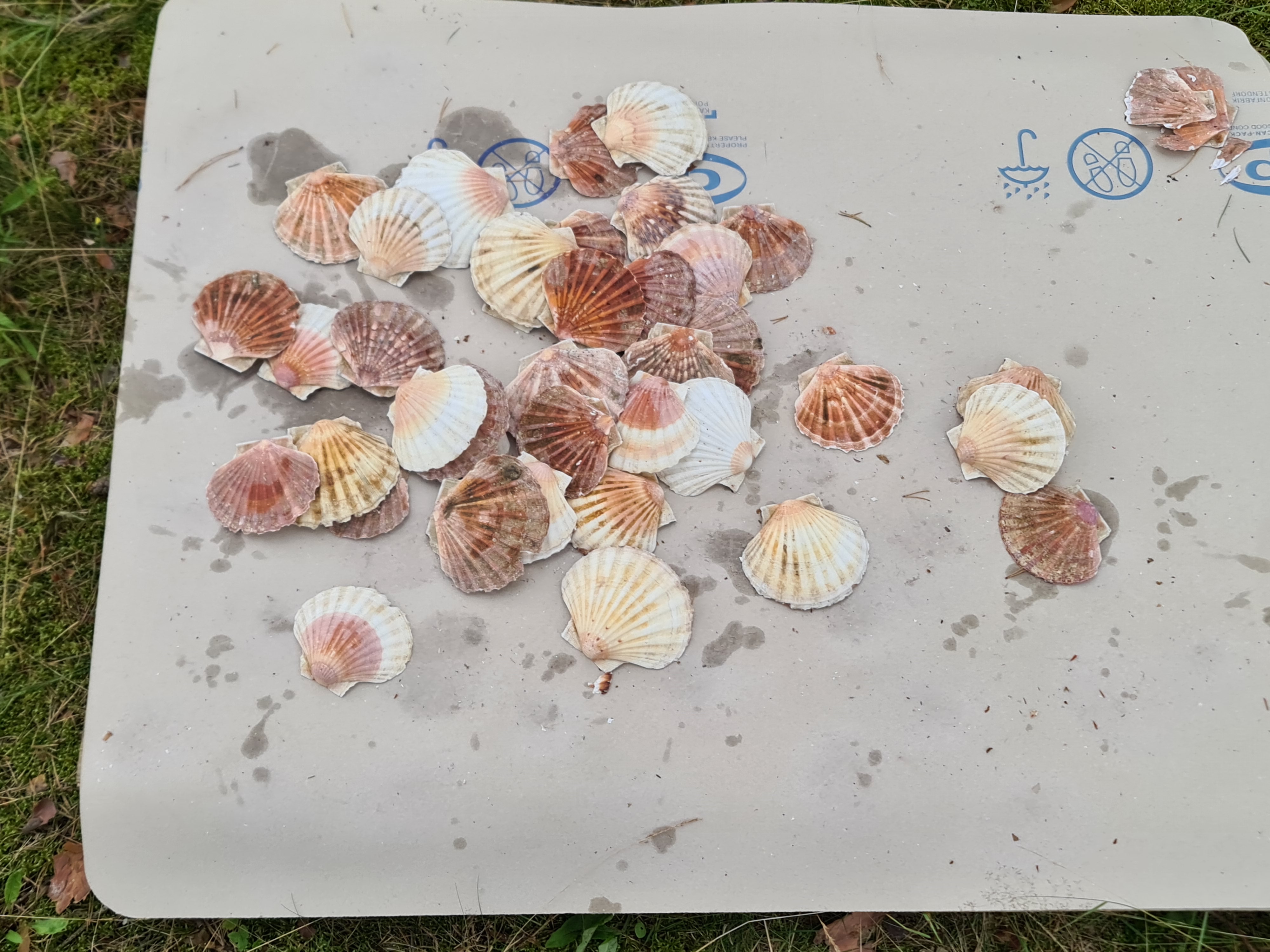 Mollusks (plus Halfs) Instance Segmentation Dataset by workspace1