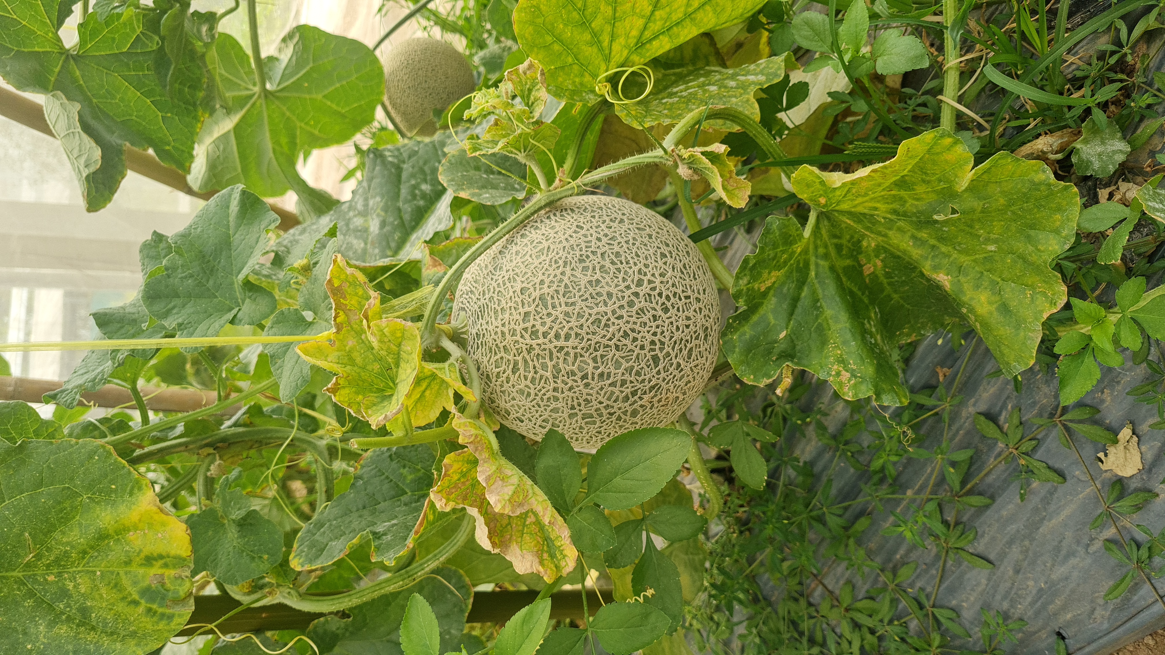 Melon Object Detection Model by MC007