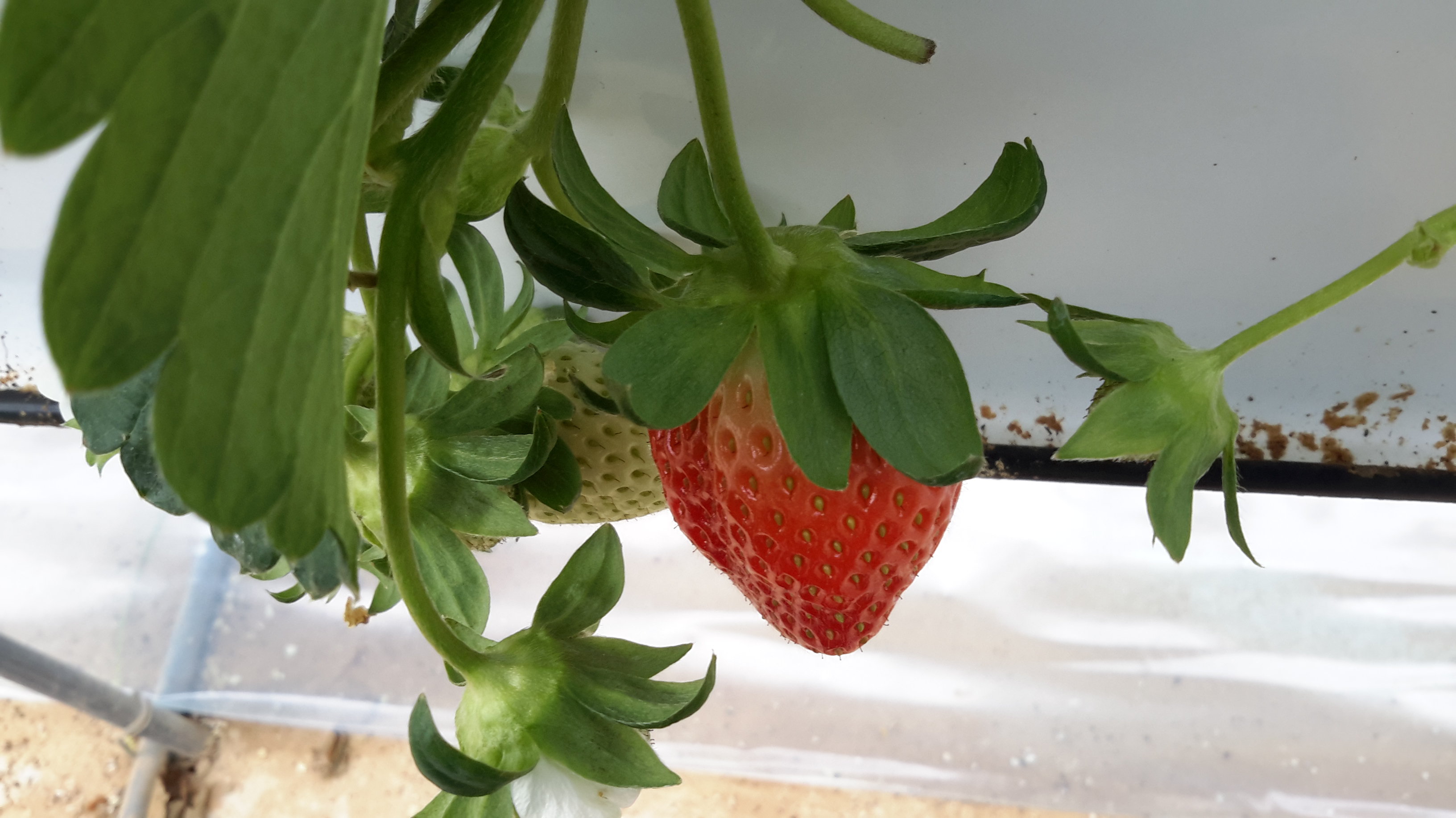 Strawberry Object Detection Model By Strawberry5