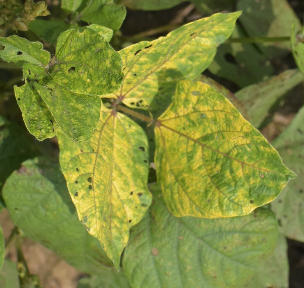 MB Yellow Mosaic Semantic Segmentation Model by IOTSEECS