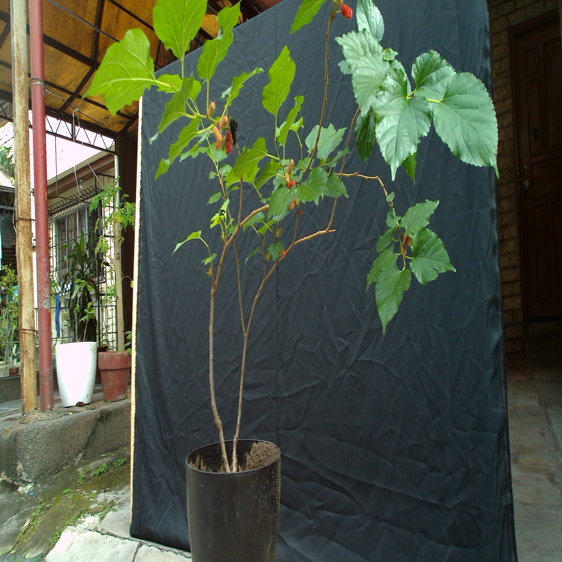 th01 - Roboflow Universe