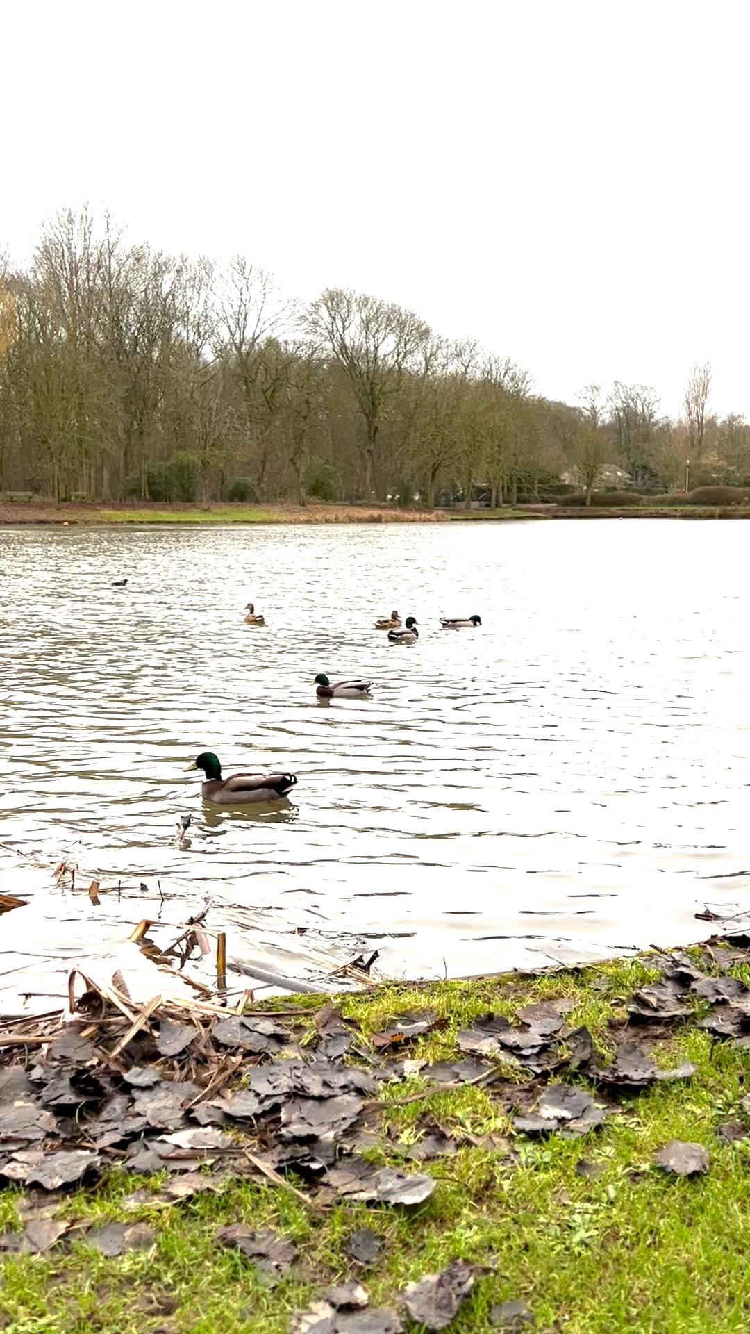 Little Quacker Object Detection Dataset by KMITL