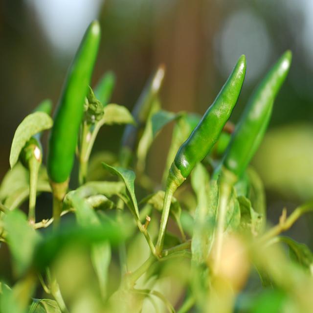 Kematangan Cabai Segmentasi Instance Segmentation Dataset and Pre-Trained Model by Andika