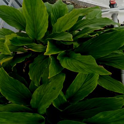 unhealthy1501-2100 Object Detection Dataset by Siew Teng Koh