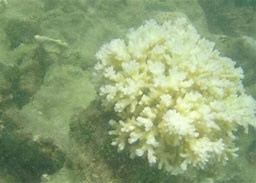 coral-oceans Object Detection Dataset by oceans