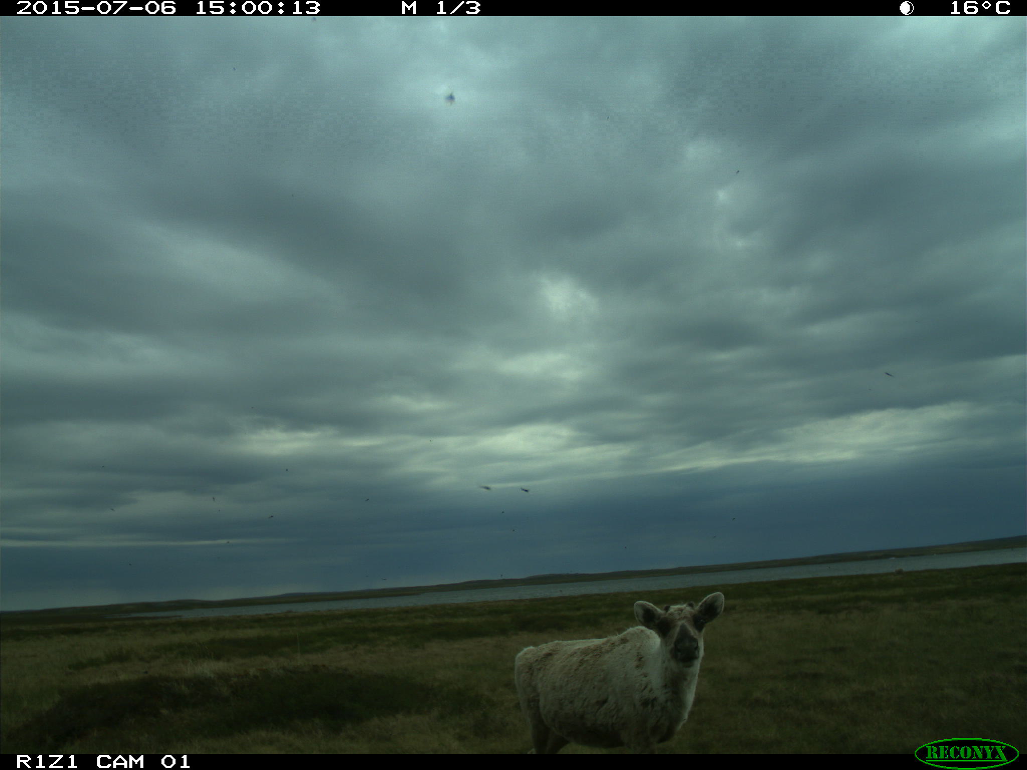 Arctic-NEPPER-v2 Object Detection Dataset and Pre-Trained Model by NEPPER