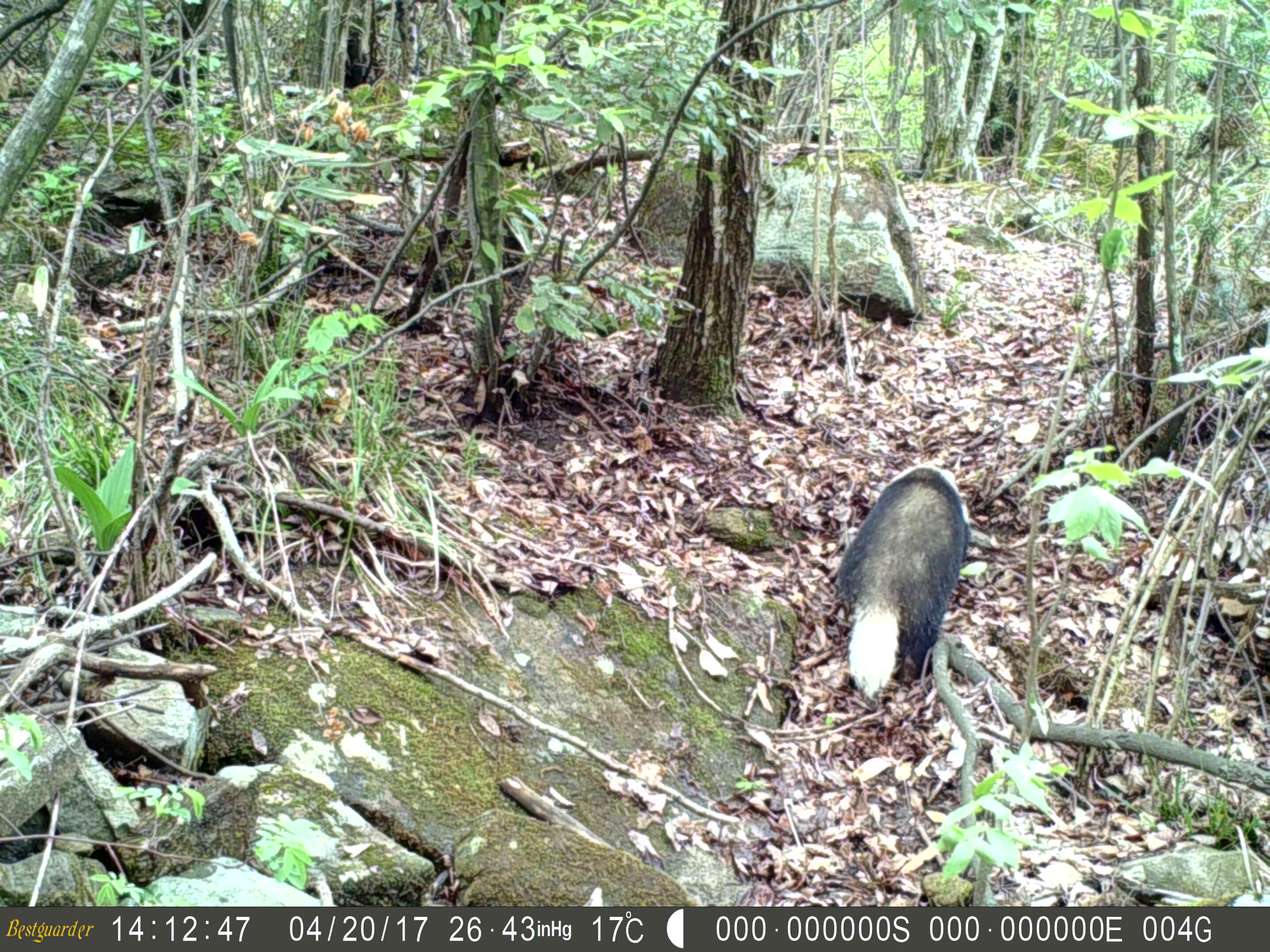 FieldAnimalDetection Object Detection Model by York University