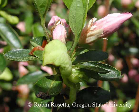 azalea disease Object Detection Dataset by project-rgnge