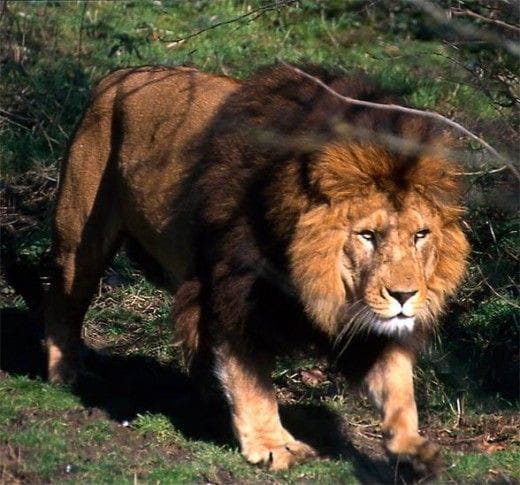 python (python-nidlv) - Roboflow Universe