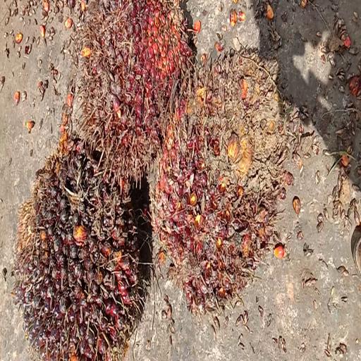 asda Object Detection Dataset and Pre-Trained Model by it