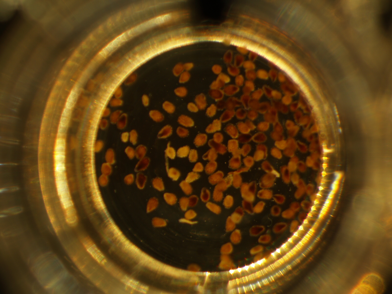 How to Use the Seed radicles germination Object Detection API