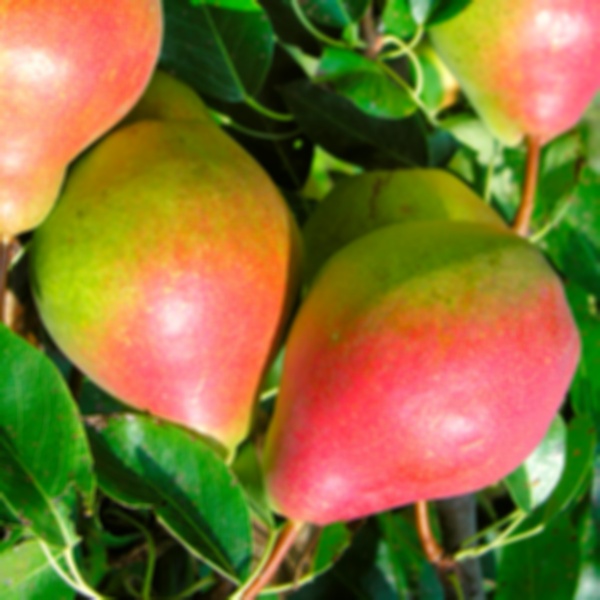 Pear Project Object Detection Dataset By Cihan