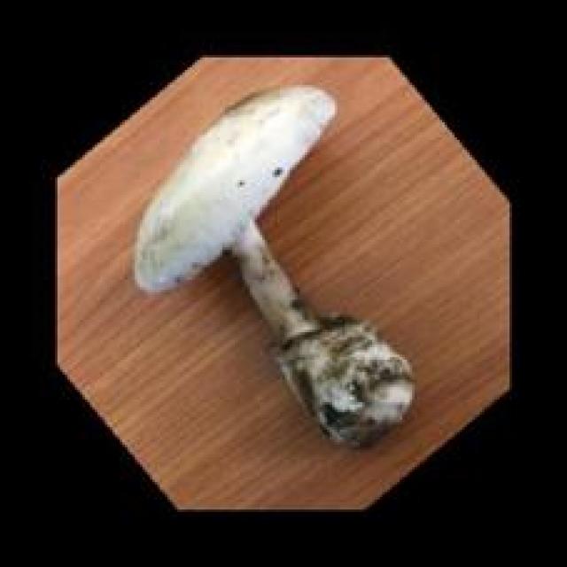 Project Mushroom Object Detection Model By Kik