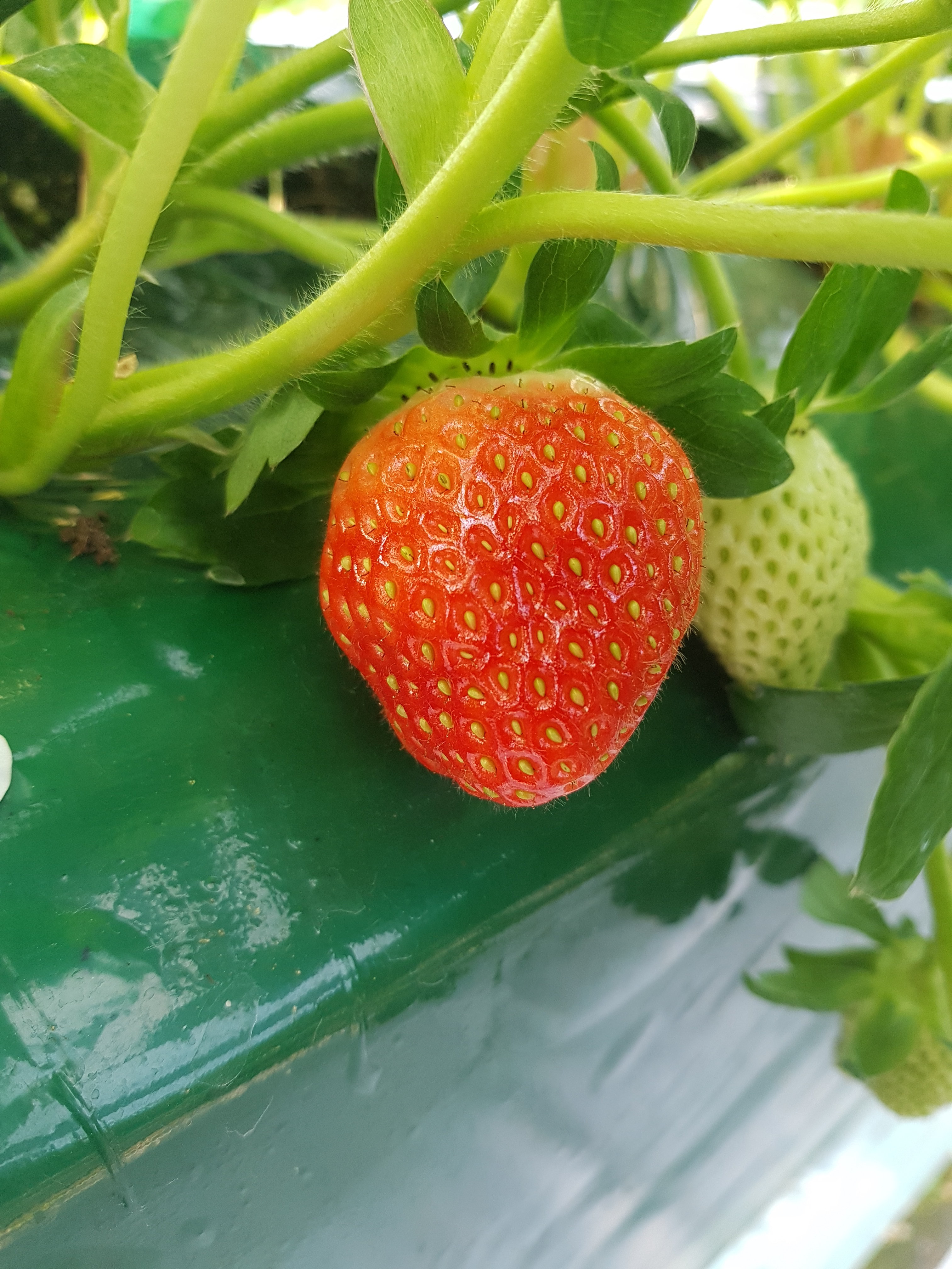 strawberry (strawberry-yspjc) - Roboflow Universe